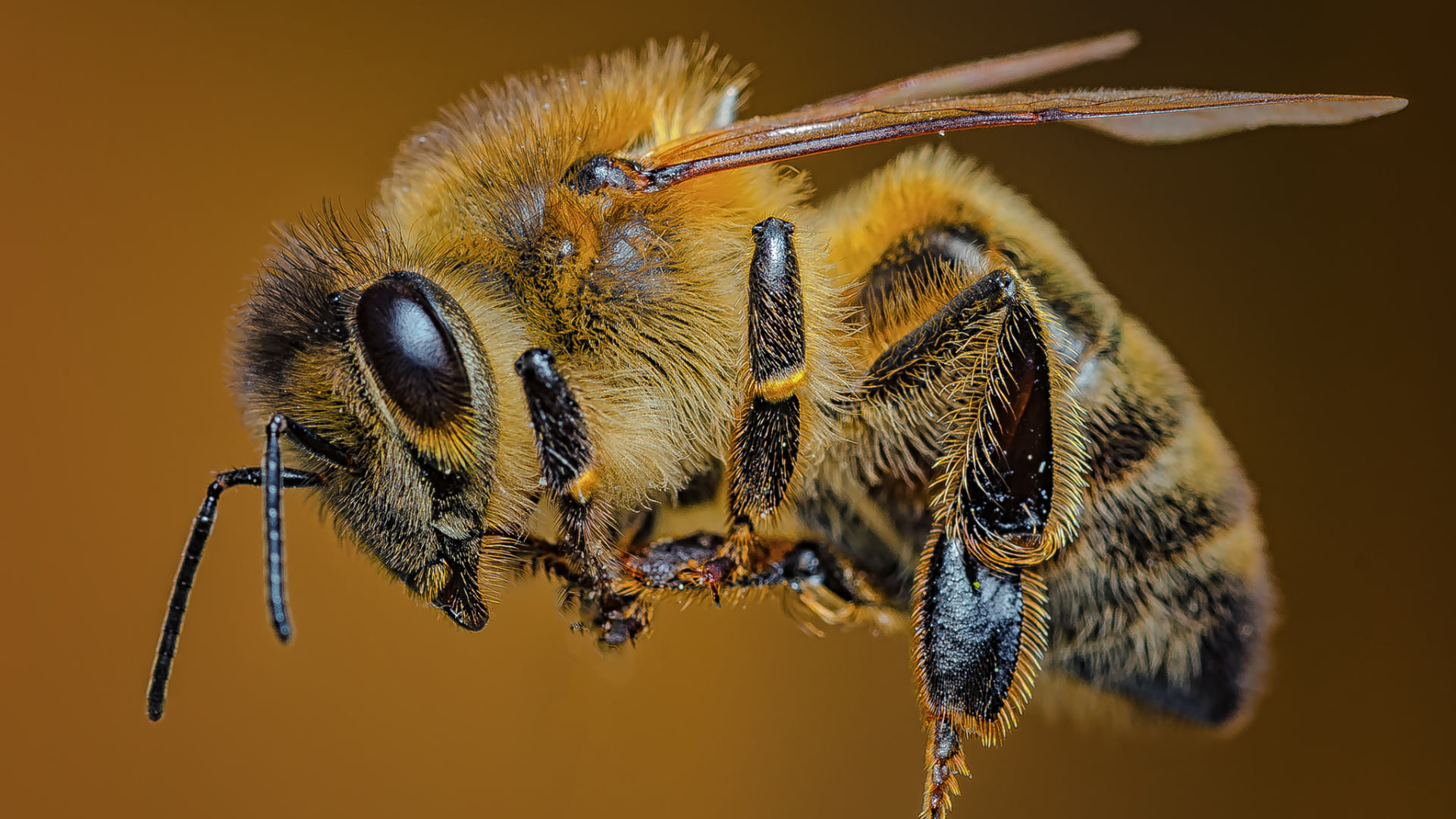 Unlocking Secrets From Within the Hive - Technology Redefining What We ...