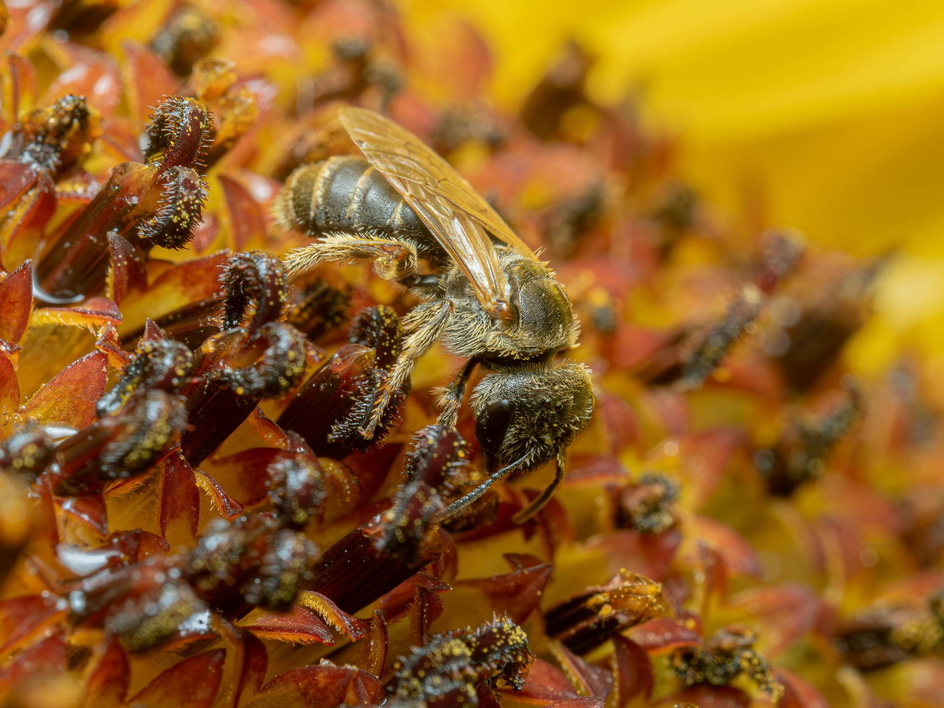 Spring Beekeeping Management Essentials - Modern Beekeeper